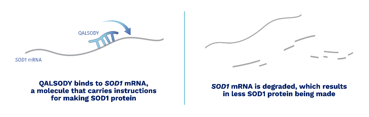How QALSODY® (tofersen) Works